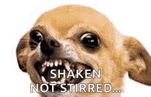 Shaking Chihuahua  S Tenor