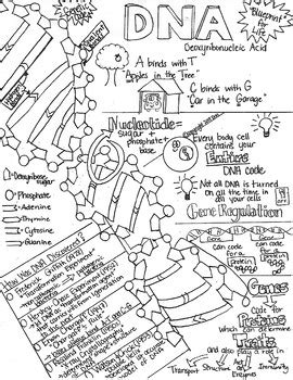 Structure Function Of Dna Sketch Notes W Teacher S Guide Student Notes