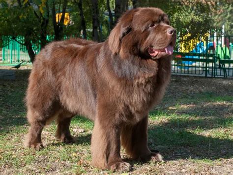 How Big Do St Bernards Get Average Weight And Growth Chart — Dogster