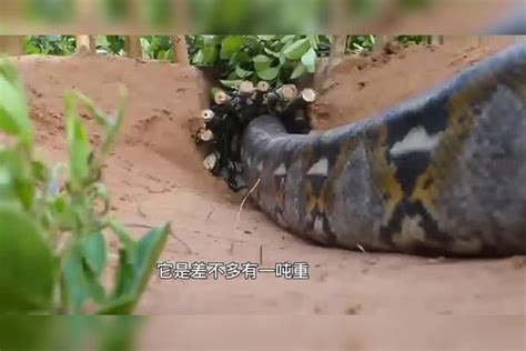 全球最大的蛇要不是镜头拍下谁敢信鳄鱼还不够它塞牙缝 鳄鱼 塞牙缝 镜头