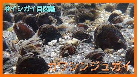 カワシンジュガイMargaritifera laevis イシガイ目図鑑 YouTube