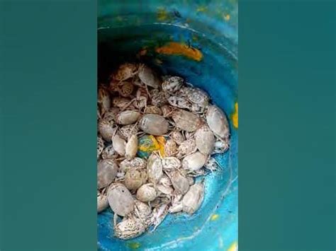 Ipis Ng Dagat Kakaibang Ipis Sa Buhanging Dagat Youtube