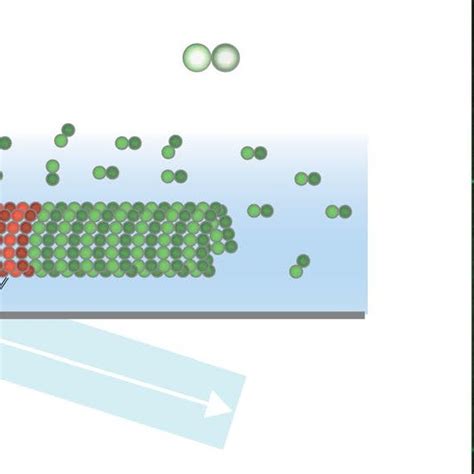 Microtubule Dynamics By Tirf Microscopy A Schematic Experimental Download Scientific Diagram