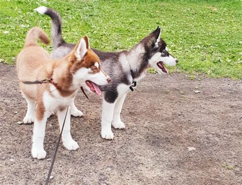 Продаю 螺 очаровательных щенят Чистокровные Породистые Хаски鸞 Две обаятельные жизнерадостные