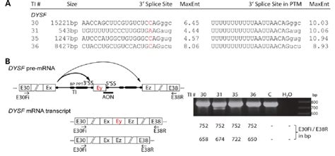 Defining A Test Set Of Four Dysf Tis For 3′ Replacement By A Ptm A Download Scientific