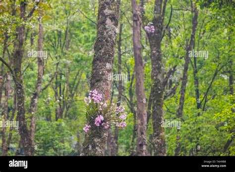 Trees And Plants In Sikkim At Lisa Post Blog