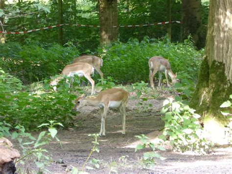 Weiherfeld Dammerstock Karlsruhe location de vacances à partir de 37