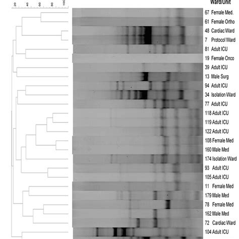 Dendrogram Showing The Cluster Analysis Based On Eric Pcr Download