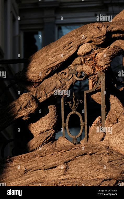 A Tree Growing Through A Fence Stock Photo Alamy