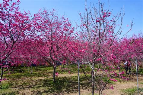 2024新社櫻花秘境｜私人園區，入園100元，可買水果或蔬菜抵喔