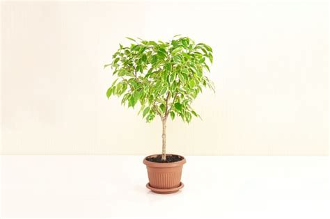 The Ultimate Plant Care Guide For A Ficus Benjamina