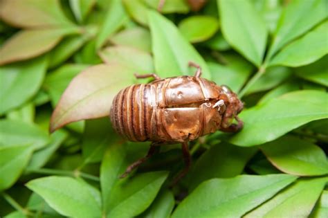 Premium Photo Cicada Shell Isolated On Green Leaves Background Premium Photo Cicada Shell Isolated On Green Leaves Background