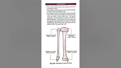 Understanding The Ossification Of The Tibia And Fibula A Key Step In