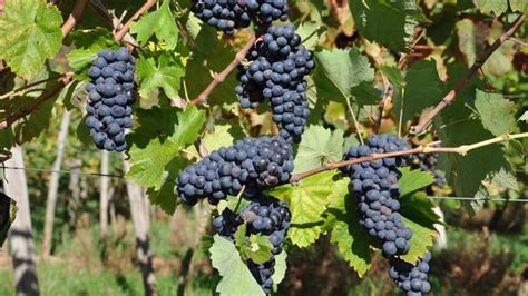 Лозаро винарите ще могат да популяризират вината си по държавна програма Nova