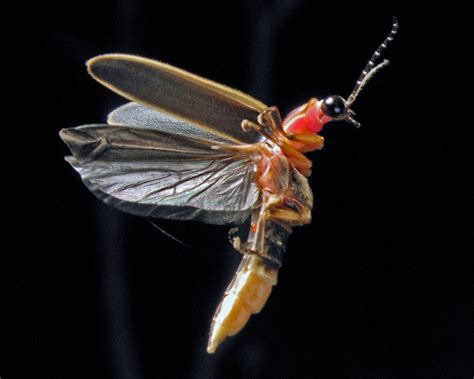 Firefly Org Firefly Lightning Bug Facts Pictures Information