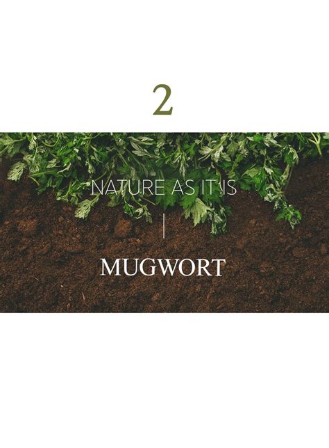Mugwort Mask 110g Im From K Beauty Lewkin