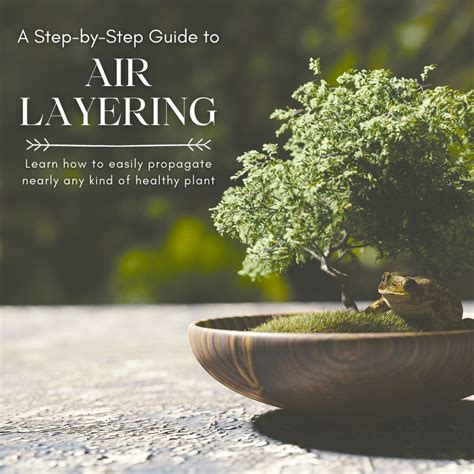Air Layering A Simple Guide To Propagate Healthy Plants