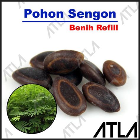 Harga Biji Sengon Buto Murah Terbaru 2023