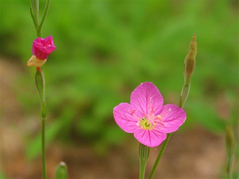 野の花写真図鑑