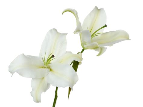 Hermoso Lirio Aislado En Blanco Foto Premium