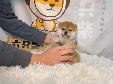 柴犬幼犬品相怎么看？哪几项重点看？ 知乎