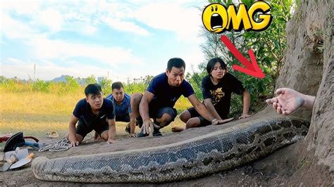 Confronting The Giant Python Anaconda That Entwined Passersby Pitbull