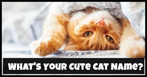 Find Out Your Cat Name By Taking This Quiz