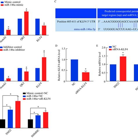 Klf4 May Act As A Vsmc Differentiation Repressor And Knockdown Of Klf4 Download Scientific