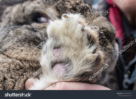 How To Treat Inflamed Dog Paws At Therese Arnold Blog