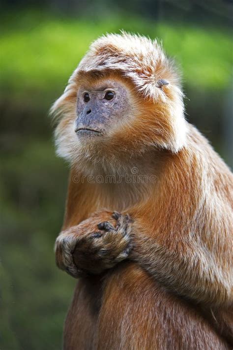 Langur Trachypithecus Auratus Stock Image Image Of Cercopithecidae