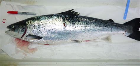 Turns Ons Vs Turn Offs The Foods That Affect Your Sex Drive PETA UK