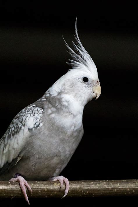 Bird Cockatiel Parakeet Free Photo On Pixabay Pixabay