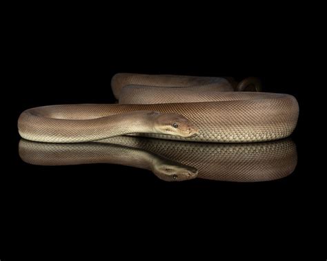 Olive Python Nathan Jordan