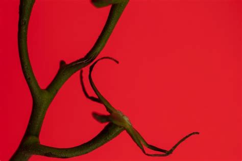 Verzweigte Struktur Kunst Bilder Kostenloser Download Auf Freepik