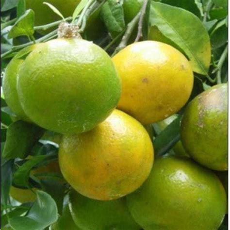 Jual Bibit Unggul Tanaman Jeruk Chokun Bibit Online