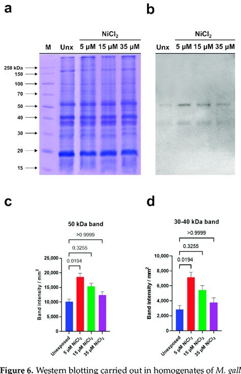 Western Blotting Carried Out In Homogenates Of M Galloprovincialis
