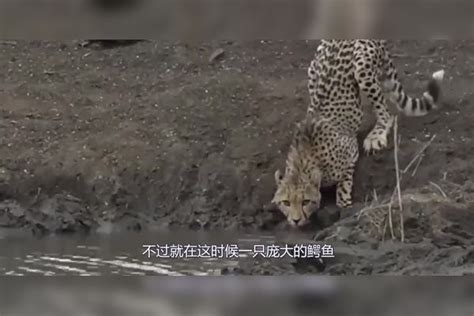 一头猎豹正准备喝水，下一秒命丧当场，镜头记录罕见瞬间！猎豹镜头瞬间