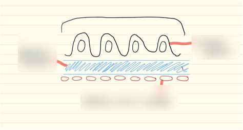 Section Through A Podocyte Diagram Quizlet