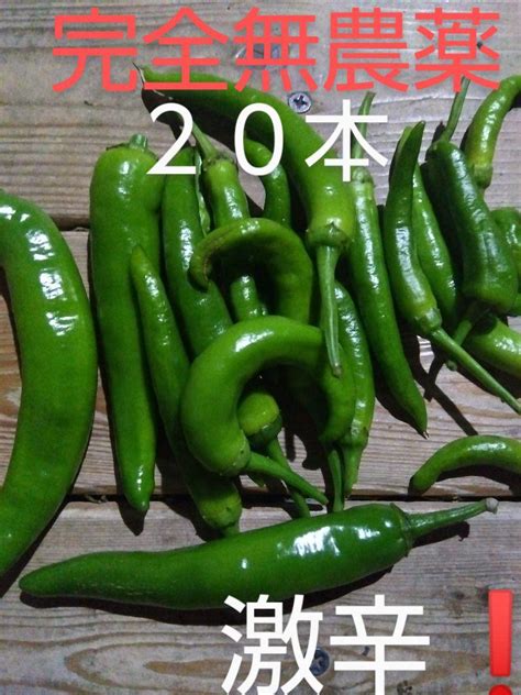 青唐辛子 激辛唐辛子 生唐辛子 1月12日15時収穫 メルカリ