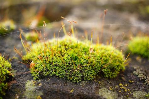 Perbedaan Metagenesis Tumbuhan Lumut Dan Paku Materi Biologi Kelas 11