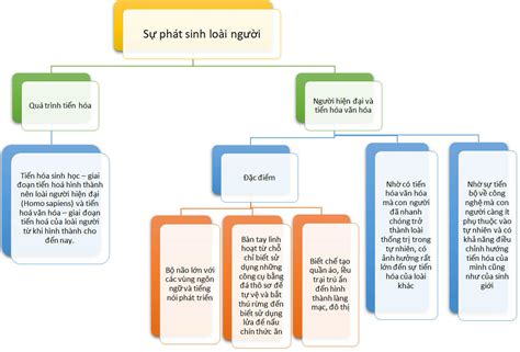 Sơ đồ Tư Duy Sinh Học 12 Bài 34 Sự Phát Sinh Loài Người