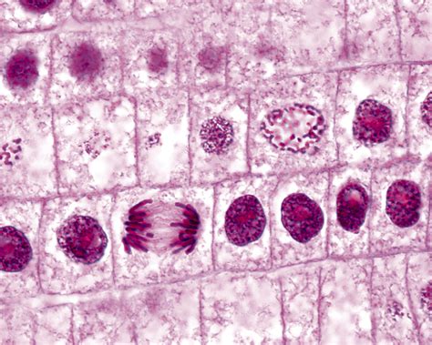 Mitosis Stages Quiz