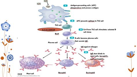 Hypersensitivity Classificationtypespptx
