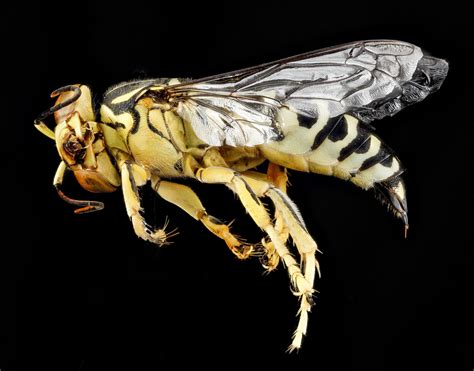 Free Images Nature Wing Fly Profile Wildlife Portrait Insect