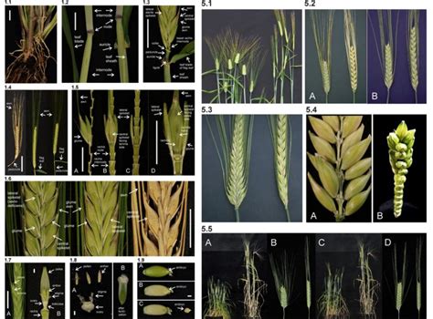 Jerzy H Czembor On Linkedin Barley Mutant Breeding Biodiversity