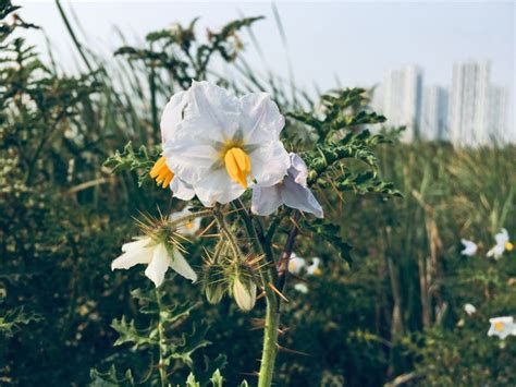 Pin On Amit R Plants Flowers Garden