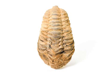 Trilobite Fossil Crystal Dreams World