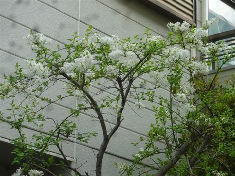リラの花が咲いていました 今日の花