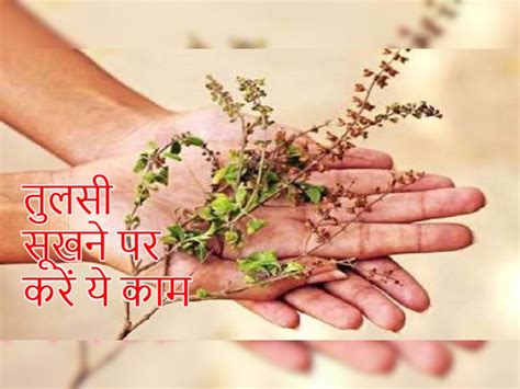 Tulsi Upay घर में तुलसी के पौधे का सूखना देता है ये संकेततुरंत शुरू