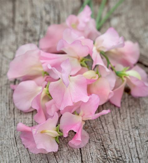 Buy Sweet Pea Alisa Sweet Pea Plants Sarah Raven